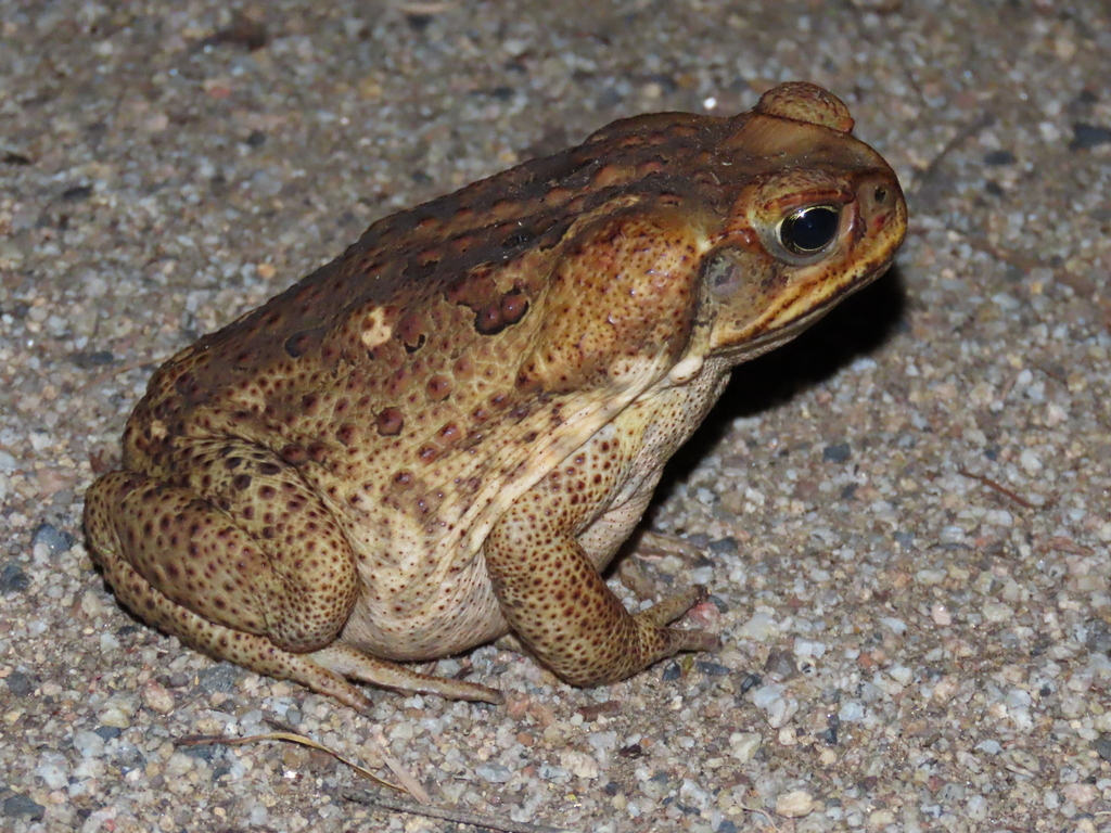Cane Toad from Cania QLD 4630, Australia on March 19, 2024 at 09:53 PM ...