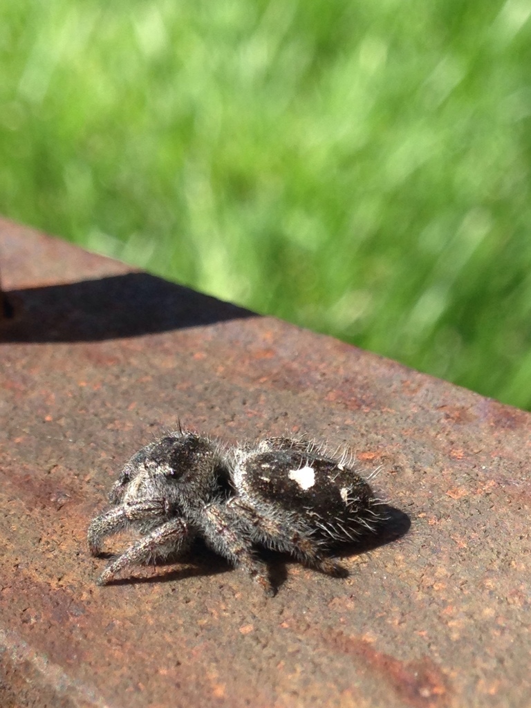 Bold Jumping Spider from 535 E 4th Ave, Salt Lake City, UT, US on April ...