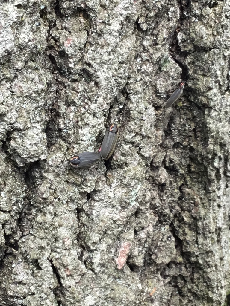 Winter Firefly from Franklin Park Zoo, Boston, MA, US on April 27, 2019 ...