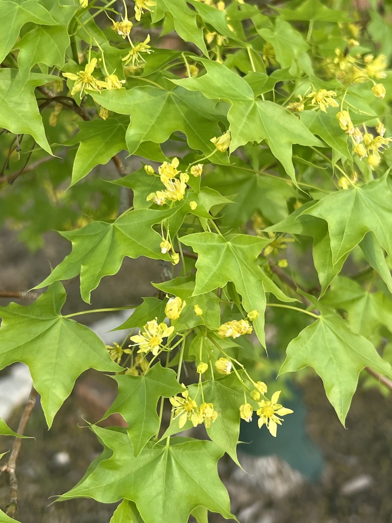 Shandong Maple from Saddleback Blvd, Norman, OK, US on March 23, 2024 ...