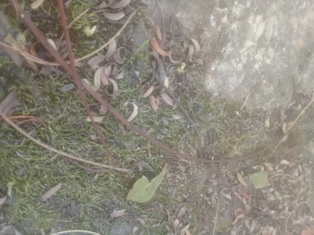 tangled thread moss from Tecalitlán, Jal., México on April 1, 2024 at ...