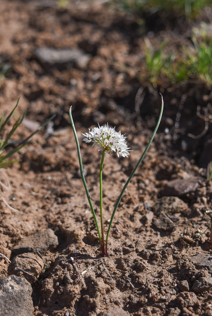 Allium macrum from Yakima, WA, US on March 31, 2024 at 02:59 PM by ...