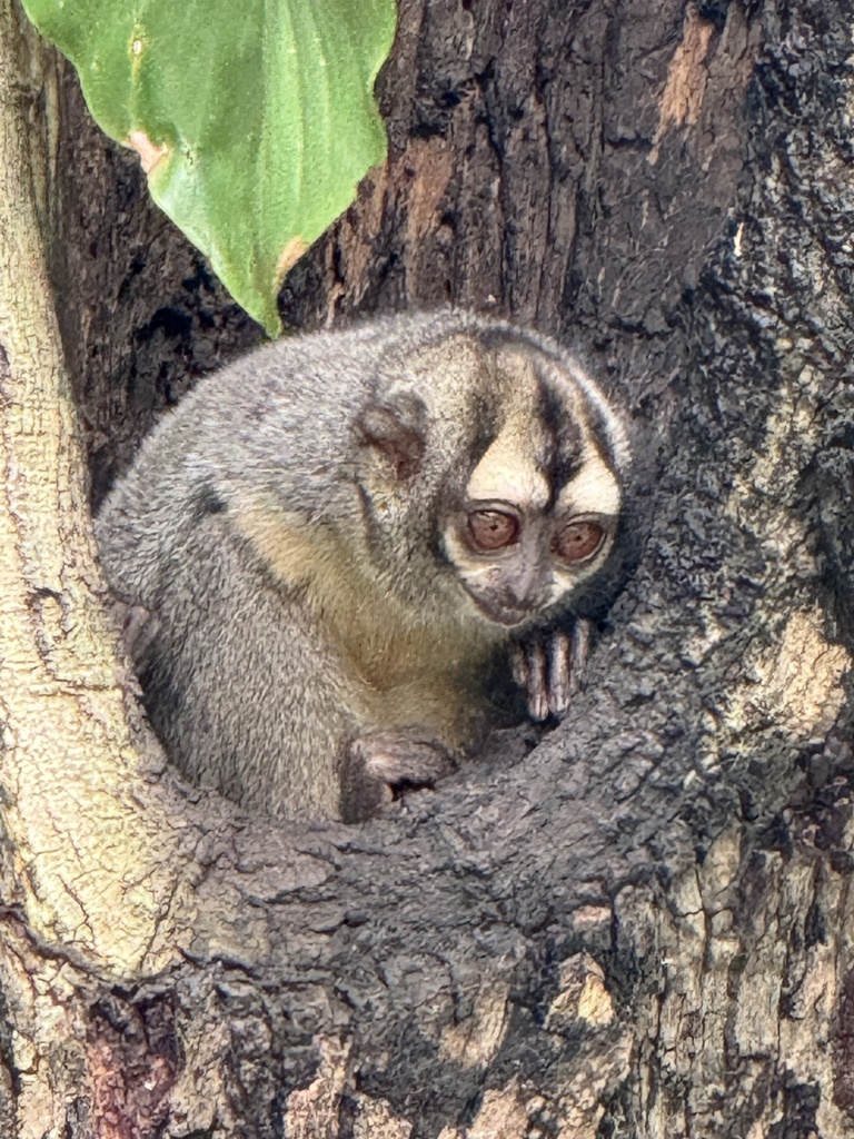 Brumback's Night Monkey in March 2024 by ruthroa · iNaturalist