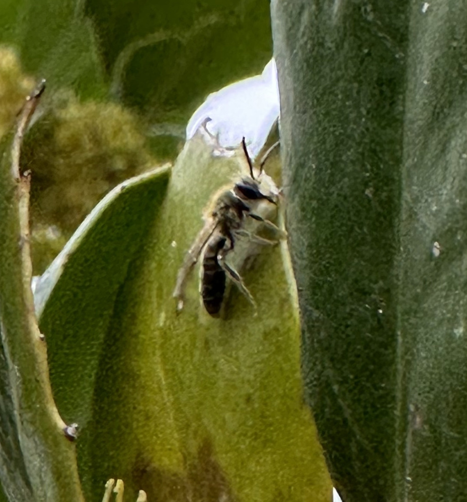 Mining Bees from Northridge Rd, Norman, OK, US on April 1, 2024 at 03: ...