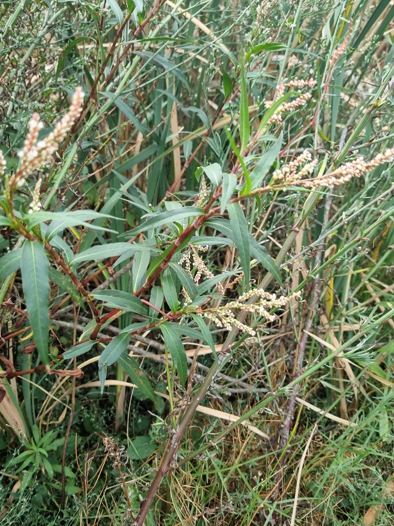 slender knotweed from Dingley Village VIC 3172, Australia on April 2 ...