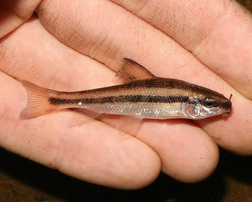 Eastern Creek Chubsucker in March 2024 by Emilio Concari. Hook & line ...