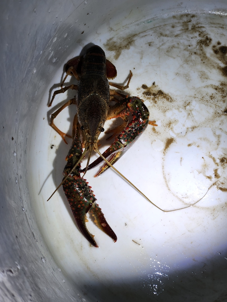 Red Swamp Crayfish from 87834 San Francisco, Tamps., México on March 29 ...