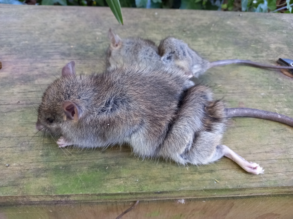 Black Rat from Waitahanui, New Zealand on March 31, 2024 at 01:28 PM by ...