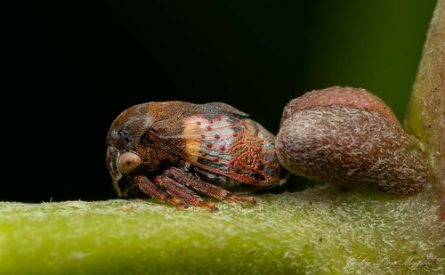 Gargara rubrogranulata · iNaturalist
