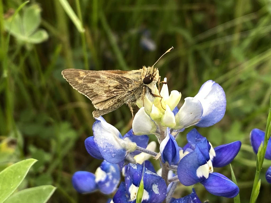 Huron Sachem from McKinney Falls State Park, Austin, TX, US on April 1 ...