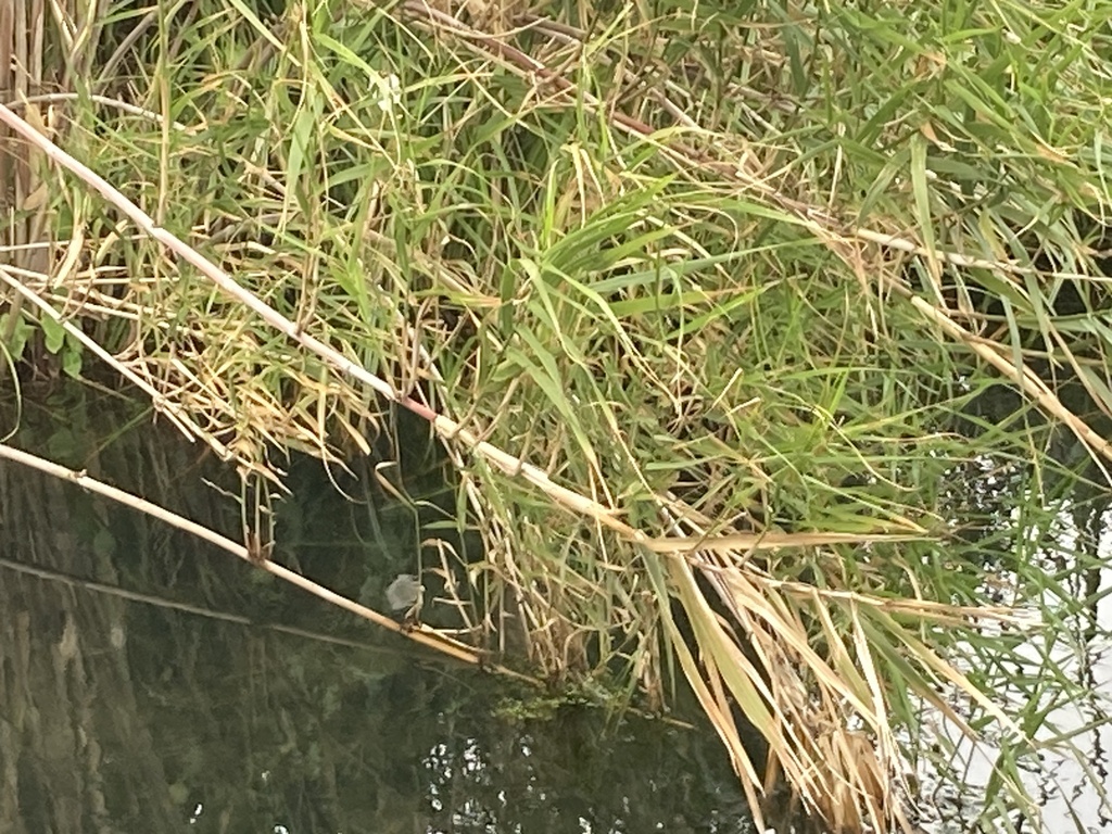 giant reed from North Island / Te Ika-a-Māui, Waikanae, Wellington, NZ ...