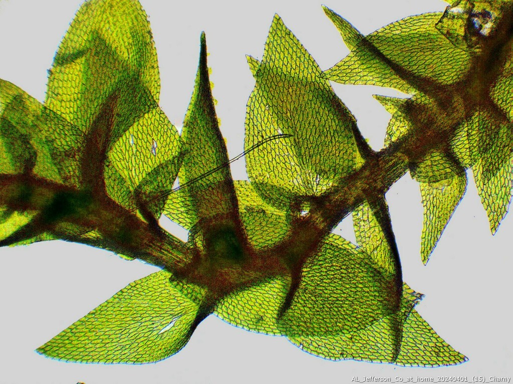 Clasmatodon parvulus from Old Rocky Ridge, Jefferson County, AL on ...