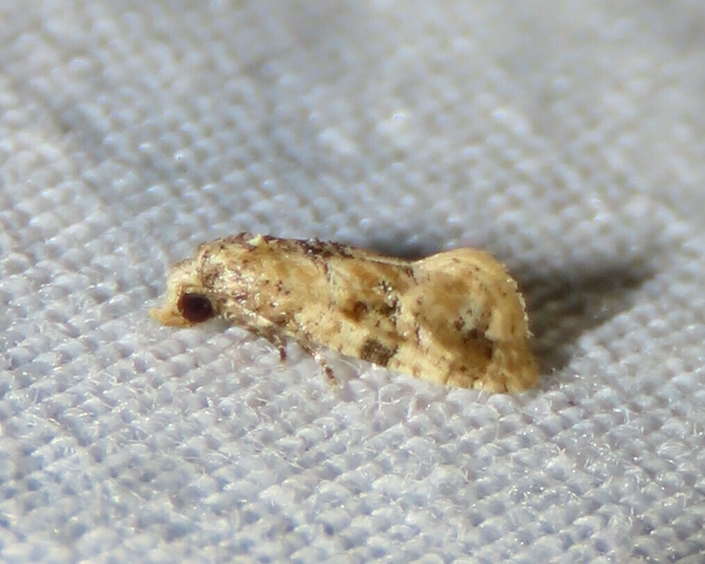 Chrysanthemum Flower Borer Moth from St. Nicholas, Jacksonville, FL ...