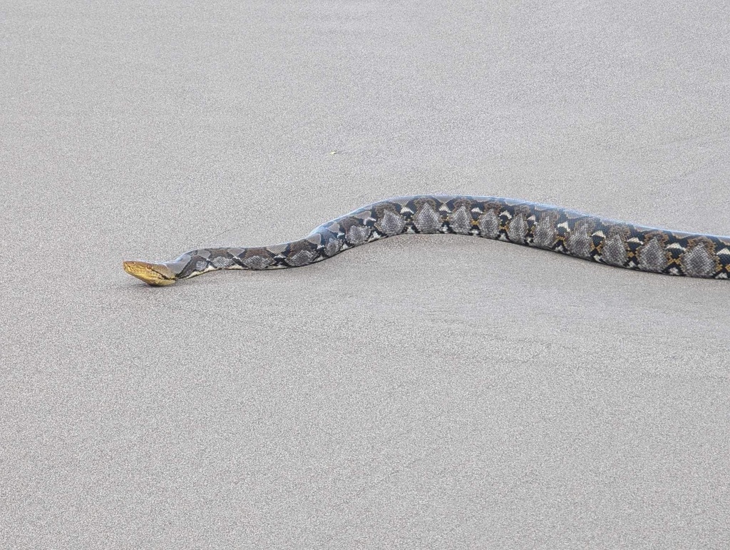 Reticulated Python from Pantai Barat, Kabupaten Badung, Bali, ID on ...