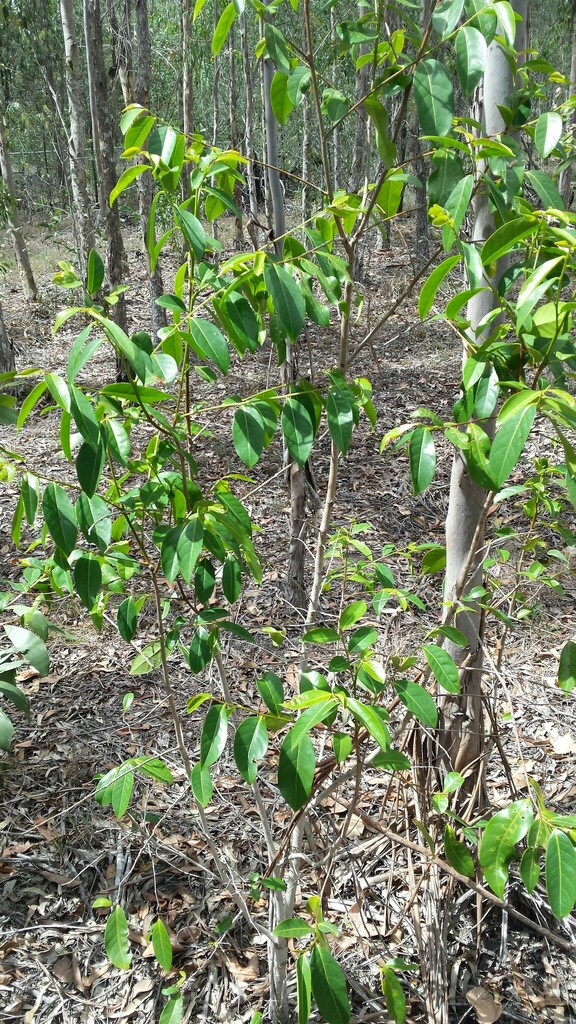 Cheese Tree in November 2016 by PeterCopping · iNaturalist