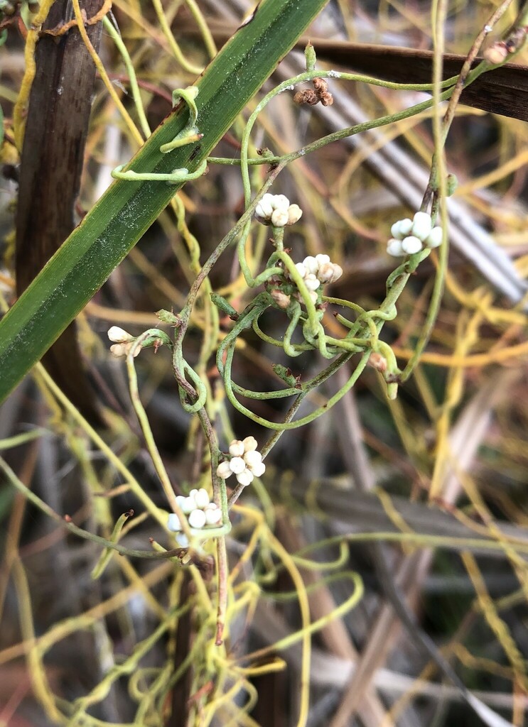 Slender Devil's Twine from Colebatch SA 5266, Australia on April 2 ...