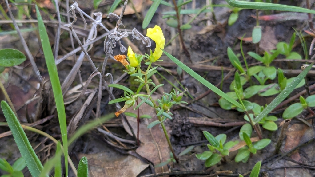 Gratiola flava from Jasper, TX 75951, USA on March 30, 2024 at 10:03 AM ...