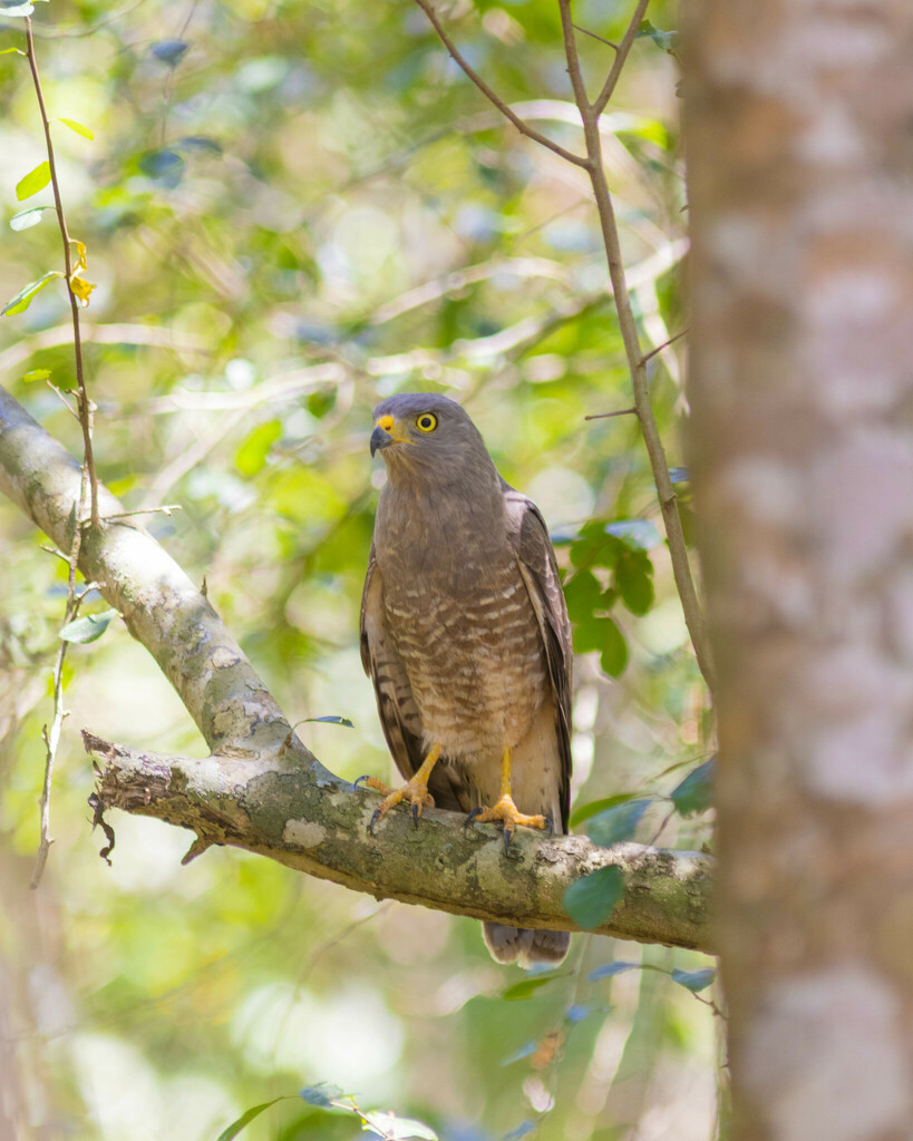 Roadside Hawk from Chunyaxché, Q.R., México on March 24, 2024 at 12:45 ...