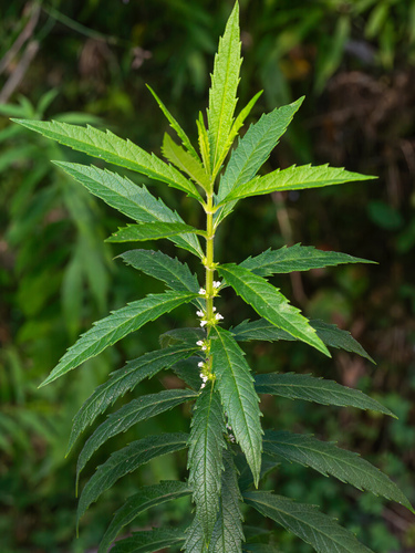 Lycopus australis · iNaturalist United Kingdom