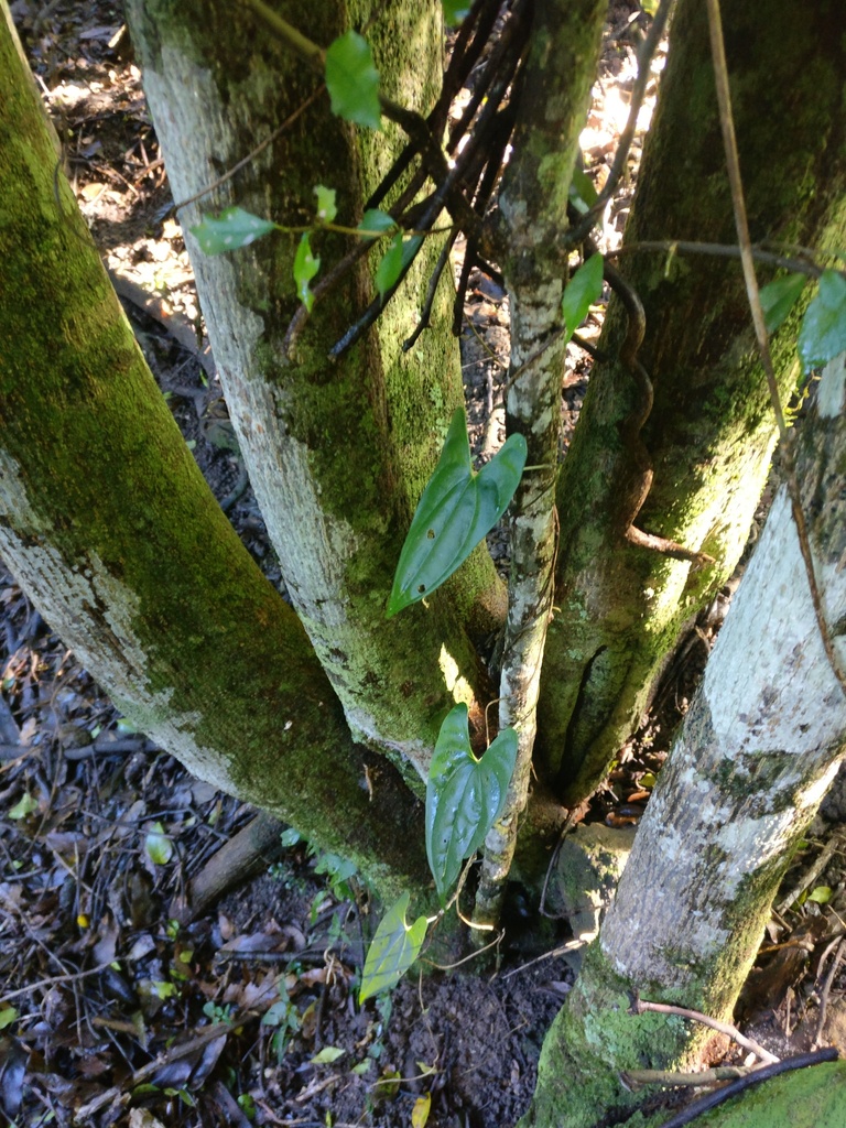 Common Yam Vine in July 2021 by l9d · iNaturalist