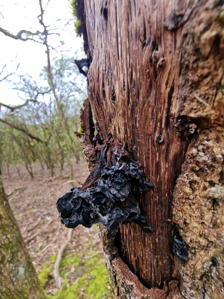 Black Witches' Butter from Ashcombe Bottom, Lewes BN7 3QN, UK on April ...