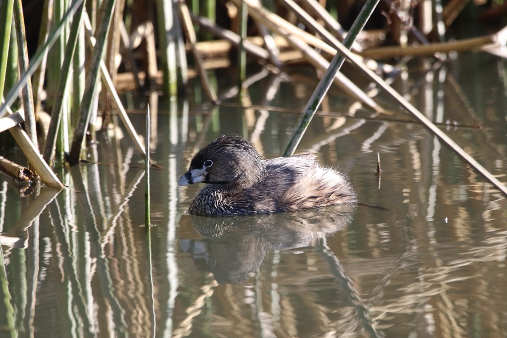 Pied-billed Grebe from Santa Cruz, CA, USA on April 1, 2024 at 05:19 PM ...