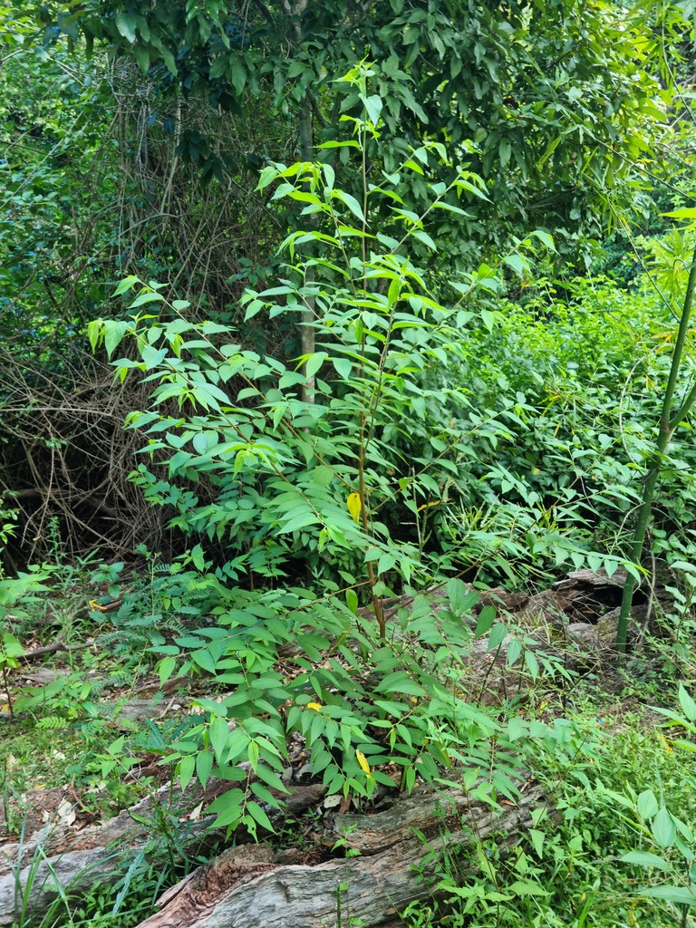 Nettle Tree in February 2022 by l9d · iNaturalist