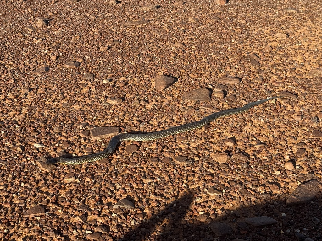 Mulga Snake from Stuarts Creek, SA, AU on April 2, 2024 at 05:45 PM by ...