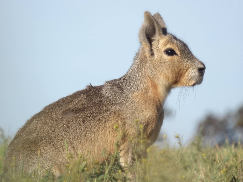 Patagonian Mara (Dolichotis patagonum) - Know Your Mammals