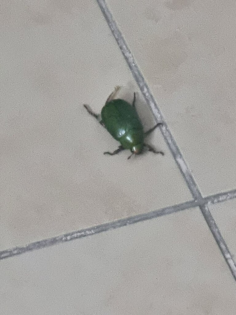 Green Chafer from Lower Kent Ridge Road, Ridge View Residential College ...