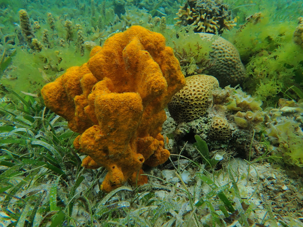 Stylissa massa from Panglao, Panglao, Bohol, PH on April 2, 2024 at 10: ...