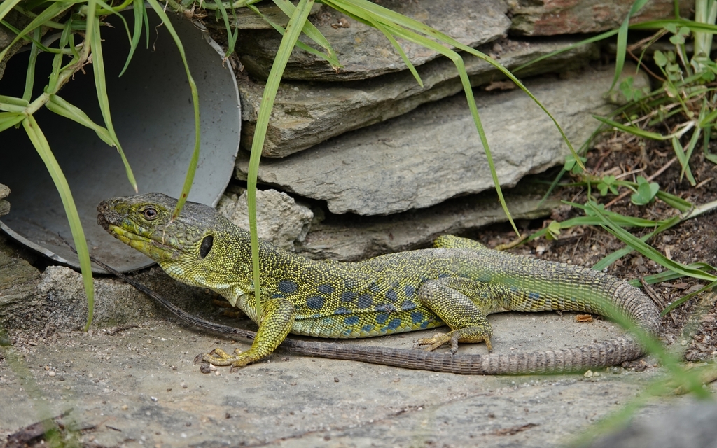 Ocellated lizard from 2810-262 Almada, Portugal on April 1, 2024 at 12: ...