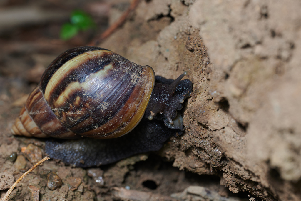African Giant Snail from 中国四川省甘孜藏族自治州泸定县 on July 31, 2023 at 10:21 PM ...