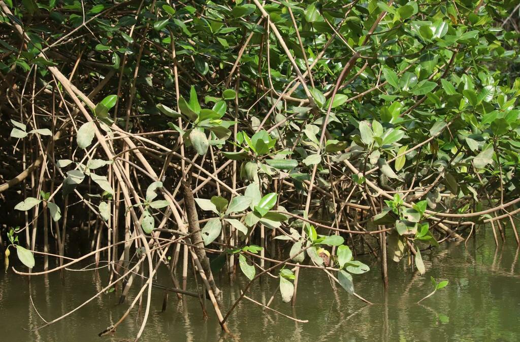 Mangle colorado desde Puntarenas Province, Quepos, Costa Rica el 14 de marzo de 2024 a las 03:08 ...