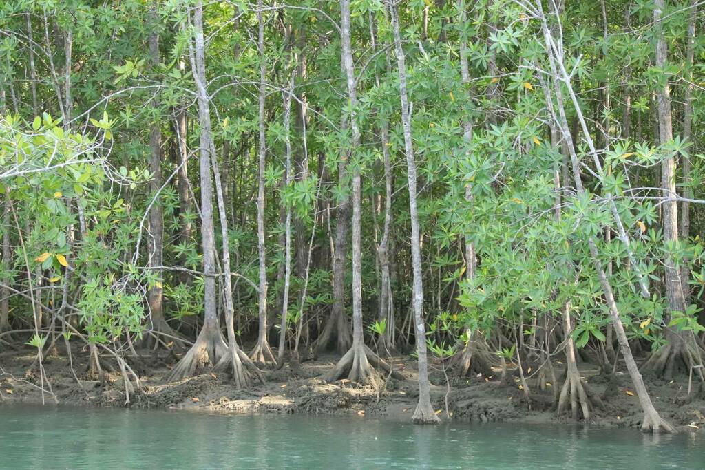 Tea Mangrove in March 2024 by Luca Boscain · iNaturalist