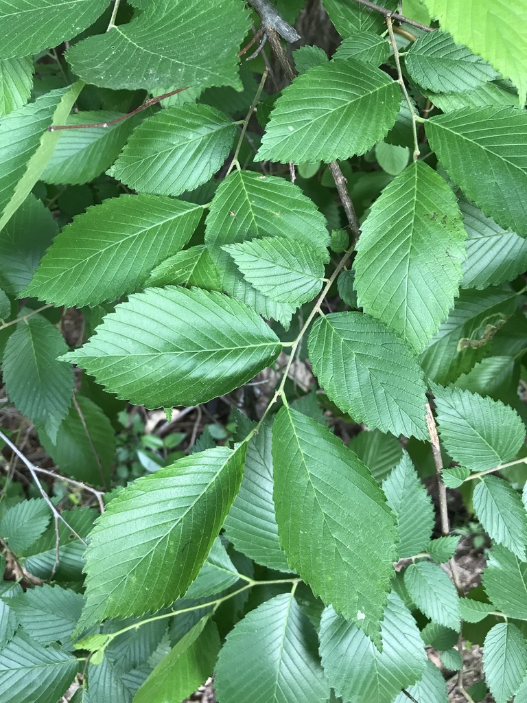 American elm from Prairie Creek Park, Richardson, TX, US on April 27 ...
