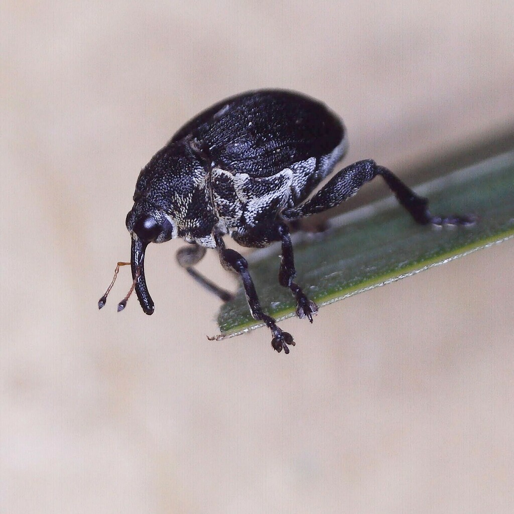 Iris weevil from Haysden Country Park, Tonbridge on July 26, 2023 at 01 ...