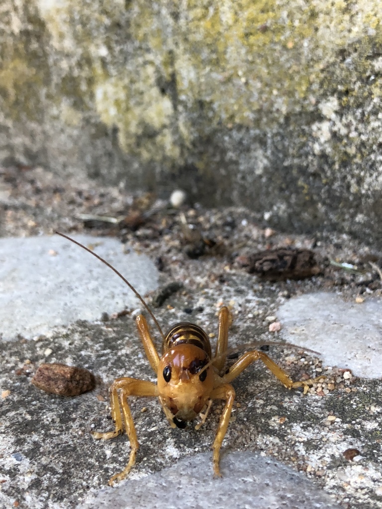 Sand Crickets from Infanta, WC, ZA on April 1, 2024 at 11:21 AM by ...