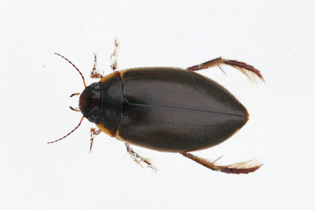 large-grooved diving beetle from 17248 Lärz, Deutschland on March 30 ...
