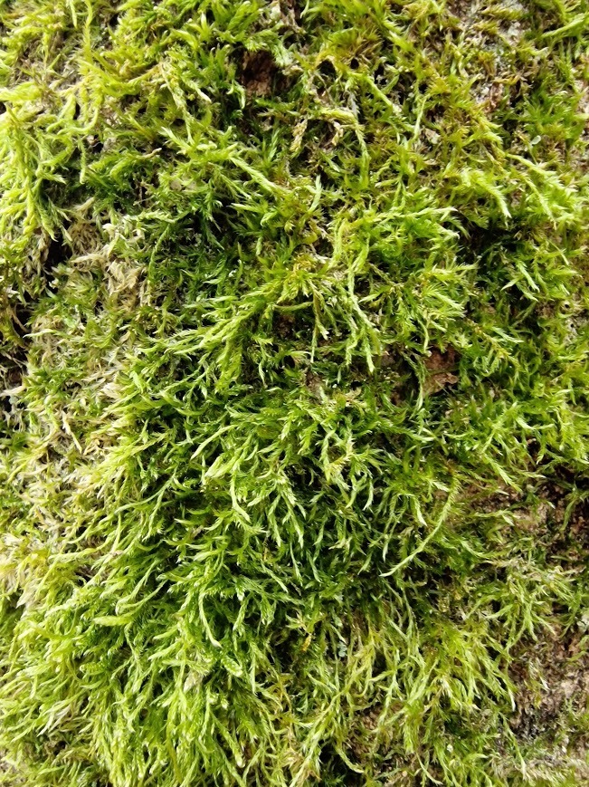 Whitish Feather-moss from Ashcombe Bottom East Sussex, UK on April 1 ...