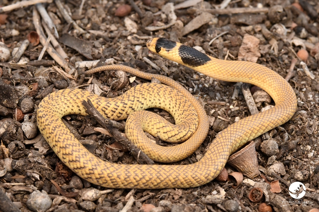 Western Brown Snake from Eneabba WA 6518, Australia on April 1, 2024 at ...