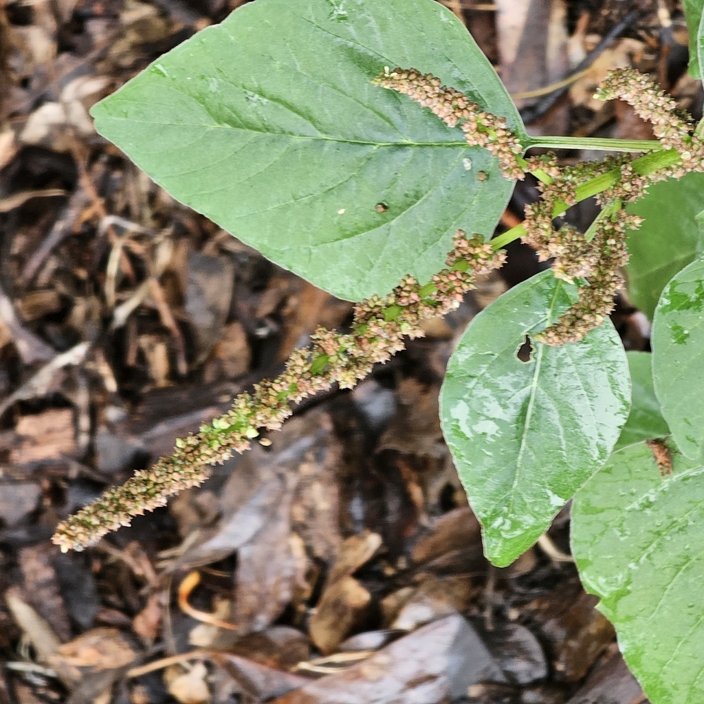 green amaranth (Amaranthus viridis) - Botanical Realm