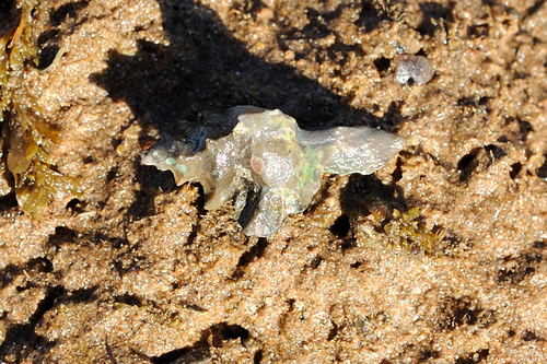 Pterochelus akation · iNaturalist