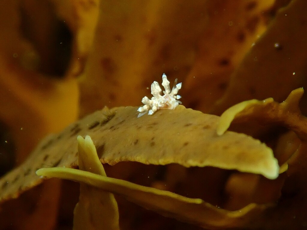 Eubranchus from Twin Reefs on April 2, 2024 at 10:33 AM by Nick Shaw ...