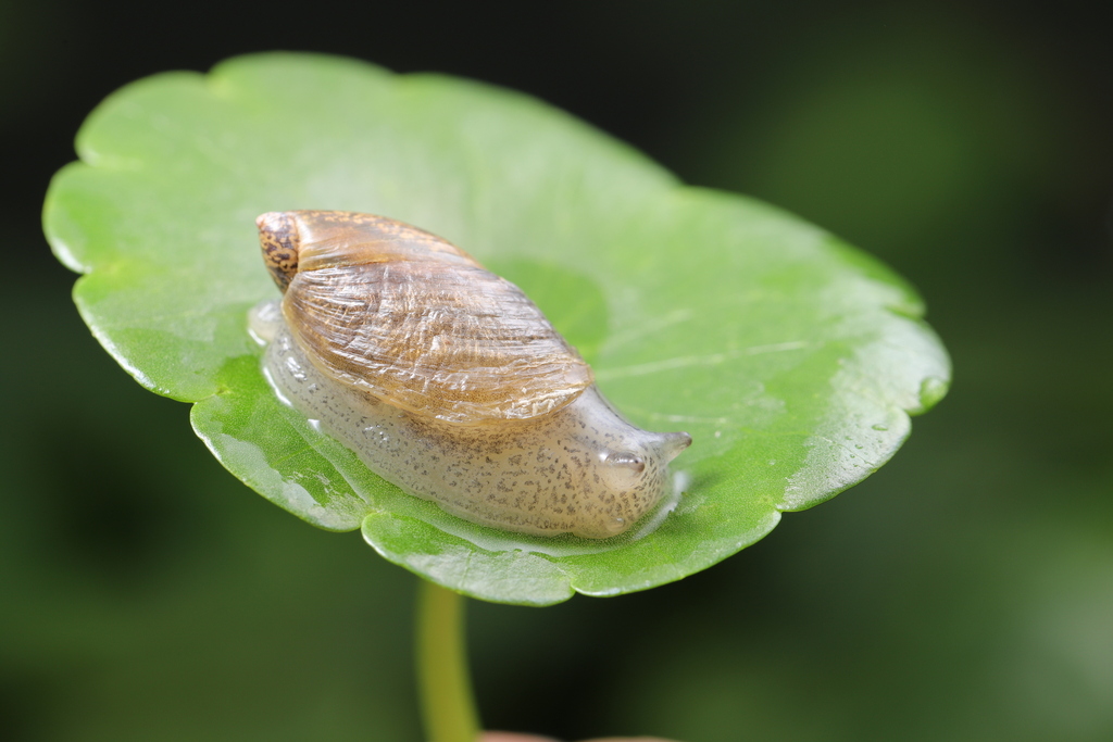 Succinea arundinetorum from 中国浙江省杭州市 on March 24, 2022 at 11:15 AM by Li Jianbo · iNaturalist