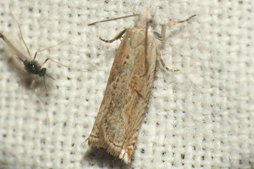 Ancylis subarcuana · iNaturalist Mexico