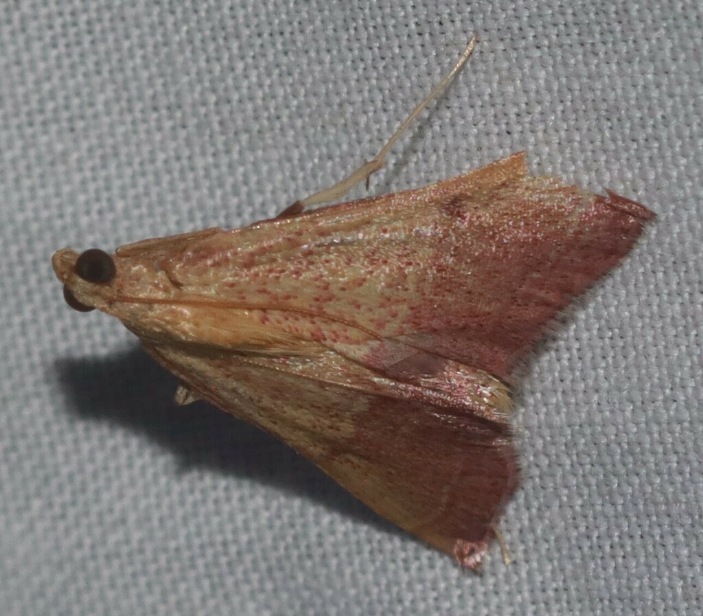 Endotricha pyrosalis from Little River VIC 3211, Australia on March 16 ...