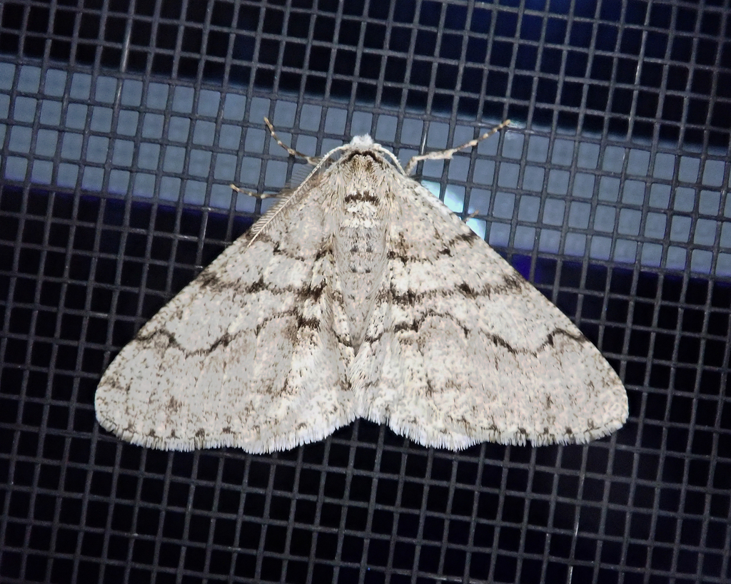Half-wing Moth from Salem, NH 03079, USA on April 2, 2024 at 02:28 AM ...