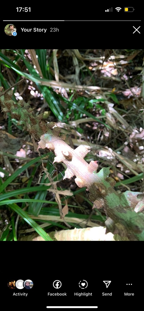 Shiny-leaved Prickly Ash from Clump Mountain National Park, Djiru, QLD ...