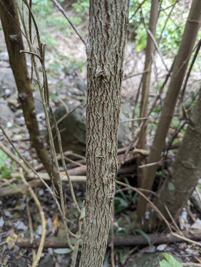 black tea-tree from Dundas QLD 4306, Australia on April 1, 2024 at 02: ...